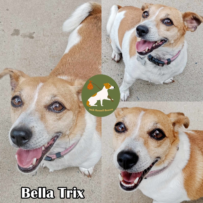 Adopt Bella Trix from Londonderry NSW | Adopt-A-Dog