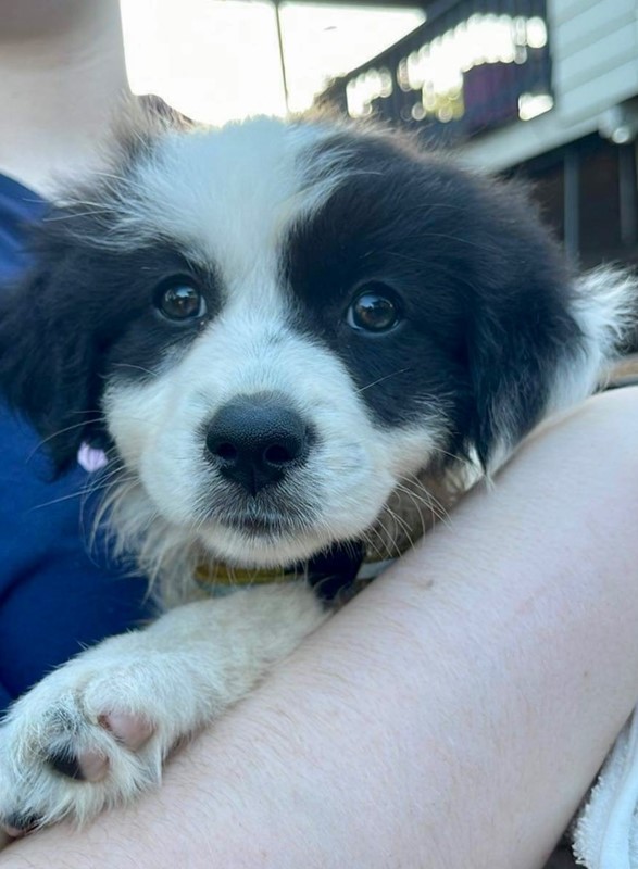 Adopt Marie from Brisbane QLD | Adopt-A-Dog
