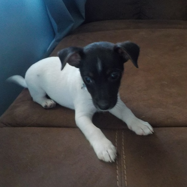 Adopt Sage from MAREEBA QLD | Adopt-A-Dog