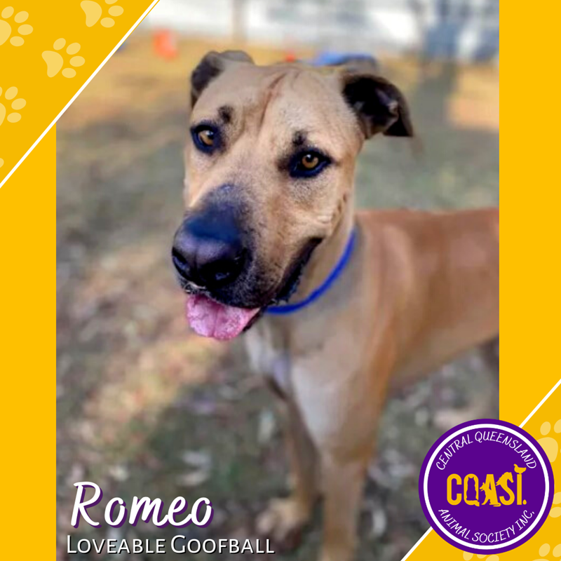 Adopt Romeo from Logan Central QLD | Adopt-A-Dog