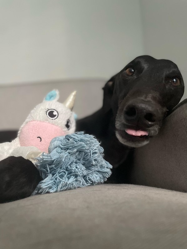 Adopt Junior from Perth WA | Adopt-A-Dog