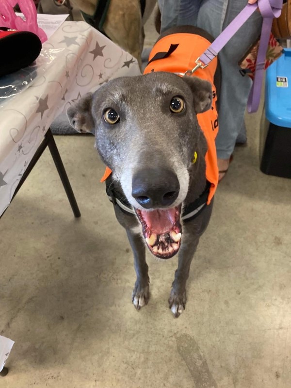 Adopt Grace from Perth WA | Adopt-A-Dog
