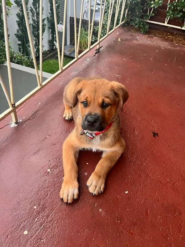 Adopt Mali from Malabar NSW | Adopt-A-Dog