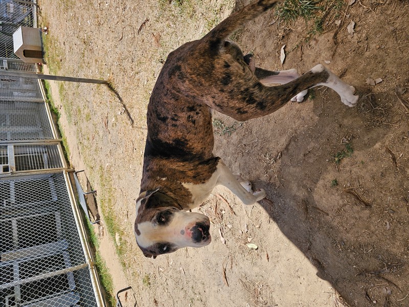 Adopt Zeus from Mareeba QLD | Adopt-A-Dog