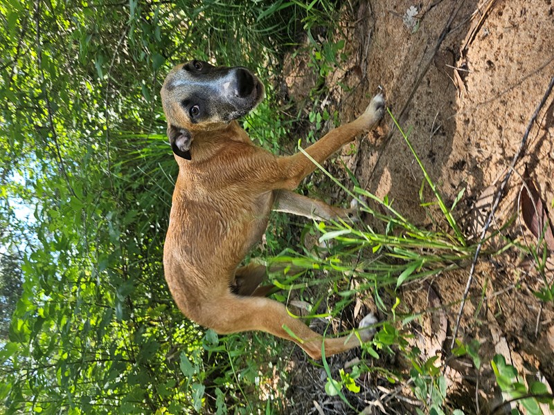 Adopt Nutbush from Mareeba QLD | Adopt-A-Dog