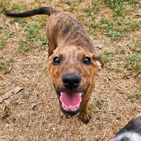 Adopt Foxtrot from Mareeba QLD | Adopt-A-Dog