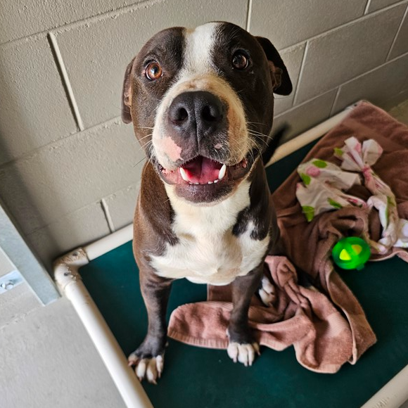 Adopt Moose from Mareeba QLD | Adopt-A-Dog