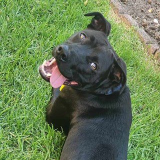 Adopt Buddy from Narre Warren VIC | Adopt-A-Dog