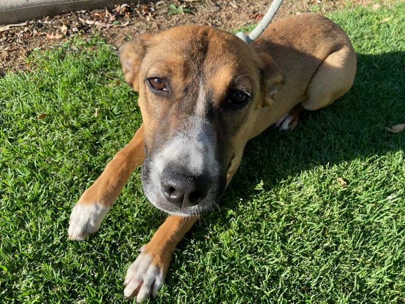 Adopt Maple from Hackett ACT | Adopt-A-Dog