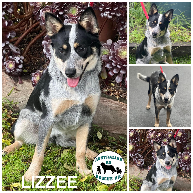 Adopt Lizzee from Greensborough VIC | Adopt-A-Dog