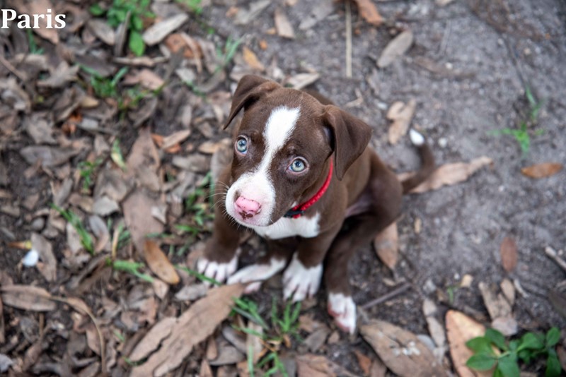 Adopt PARIS from TOWNSVILLE QLD | Adopt-A-Dog