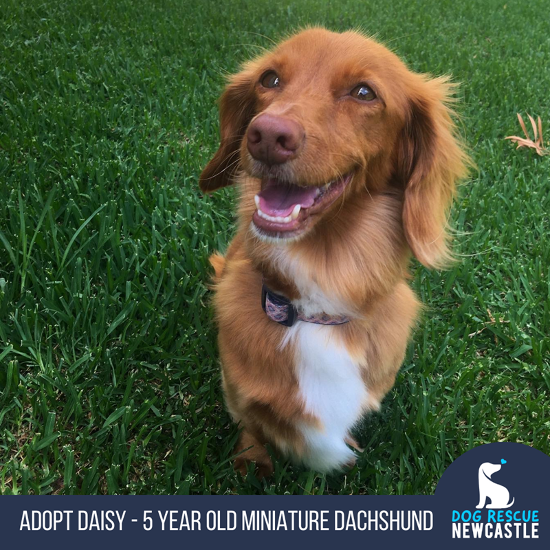 Adopt Daisy (Trial) from Newcastle NSW | Adopt-A-Dog
