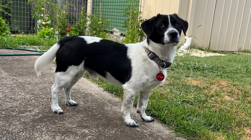 Adopt Peppi from Orange NSW | Adopt-A-Dog