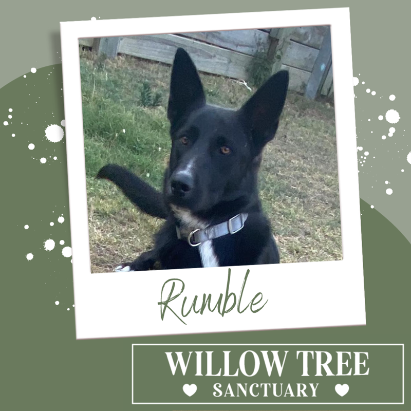 Adopt Rumble from Brisbane QLD | Adopt-A-Dog