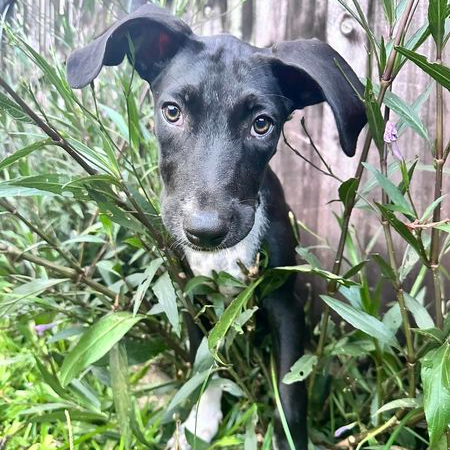 Adopt Lynx from Cairns QLD | Adopt-A-Dog