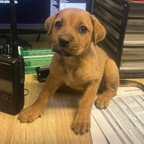 Adopt Tana from Perth WA | Adopt-A-Dog