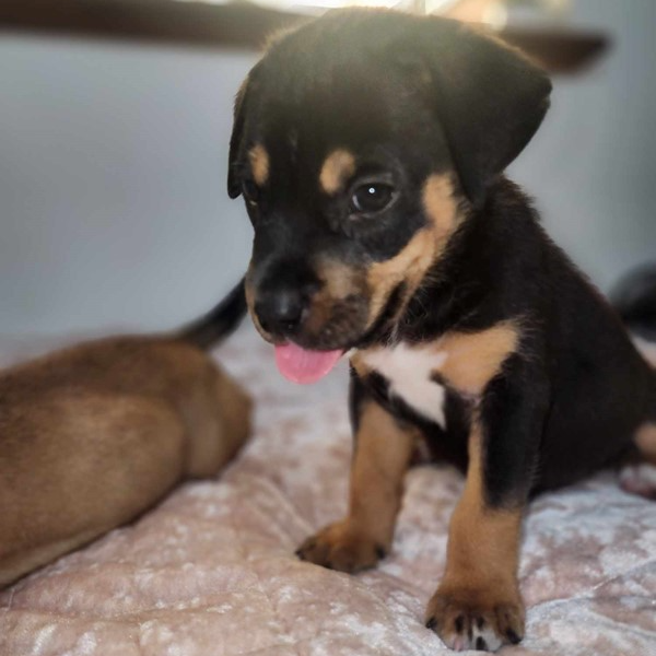 Adopt Tori from Perth WA | Adopt-A-Dog