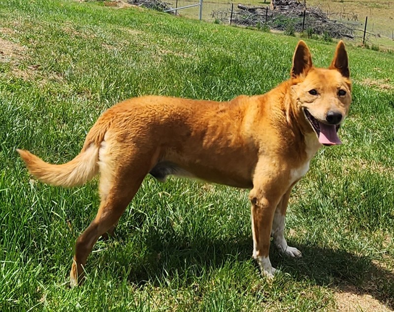 Adopt Ozzie from Oberon NSW | Adopt-A-Dog