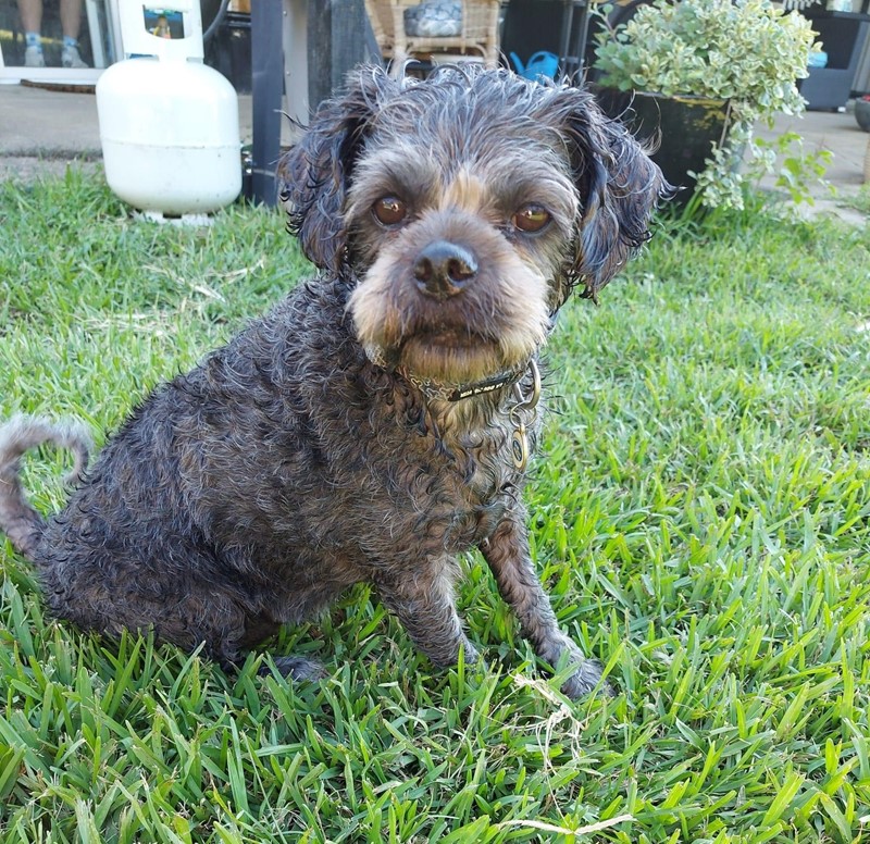 Adopt Betty from Springwood QLD | Adopt-A-Dog