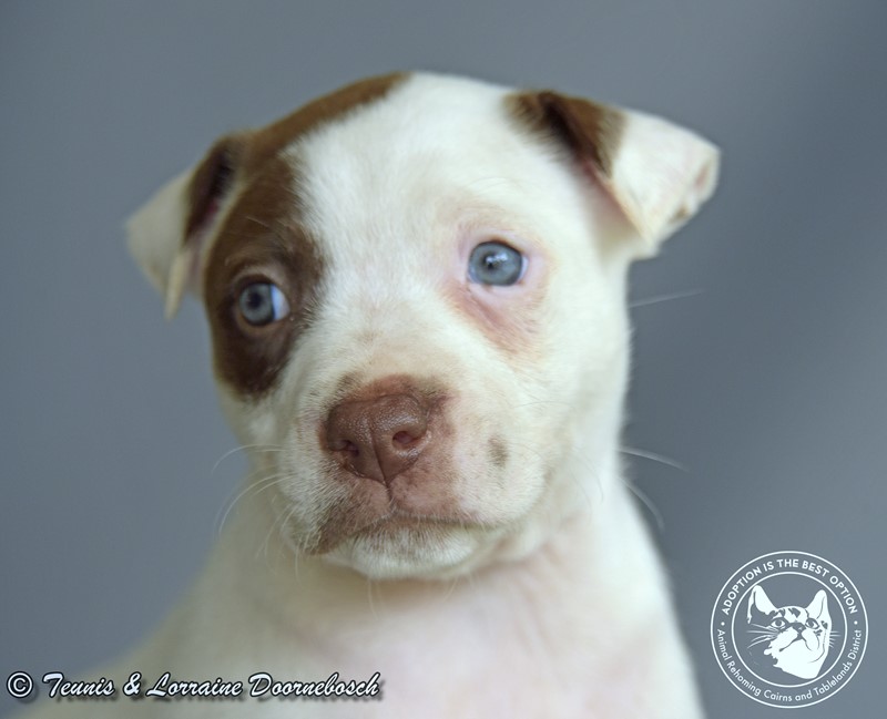 Adopt Kalea from Millaa Millaa QLD | Adopt-A-Dog