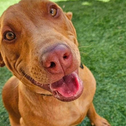 Adopt Kelly from Perth WA | Adopt-A-Dog