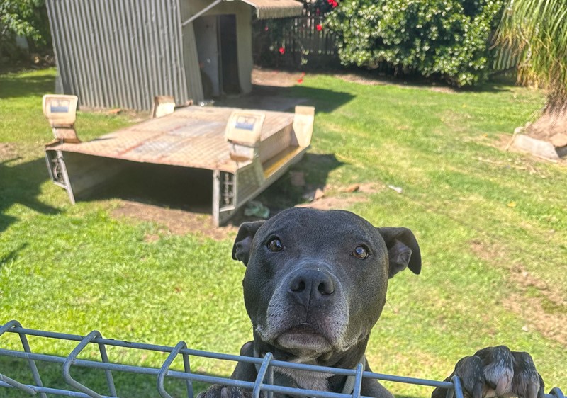 Adopt Parker from Brisbane QLD | Adopt-A-Dog
