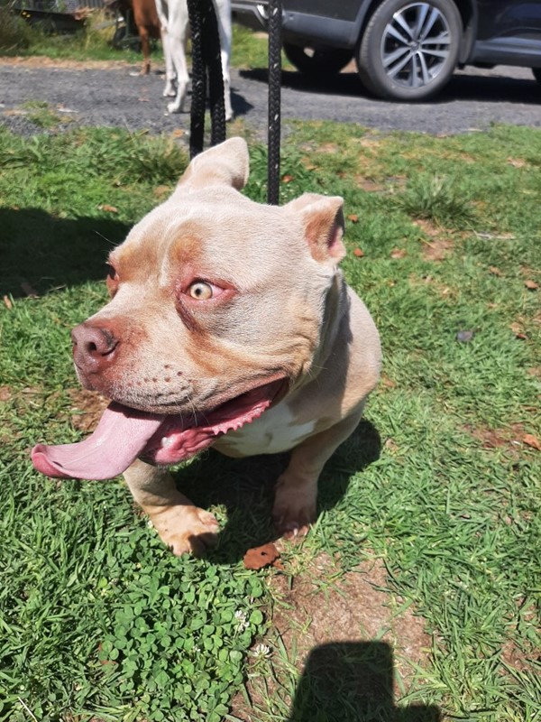 Adopt Bandy from Mangrove Mountain NSW | Adopt-A-Dog