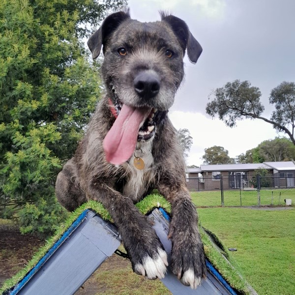 Adopt Aro from Wonga Park VIC | Adopt-A-Dog