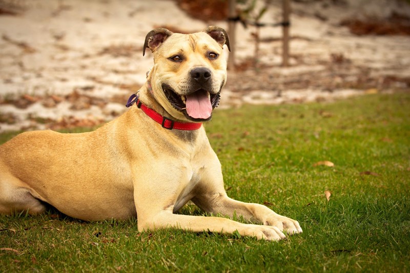 Adopt Cheddar from Perth WA | Adopt-A-Dog