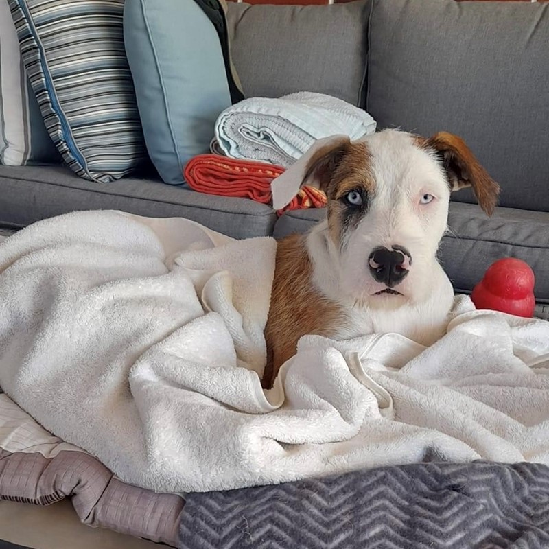 Adopt Boss from Perth WA | Adopt-A-Dog