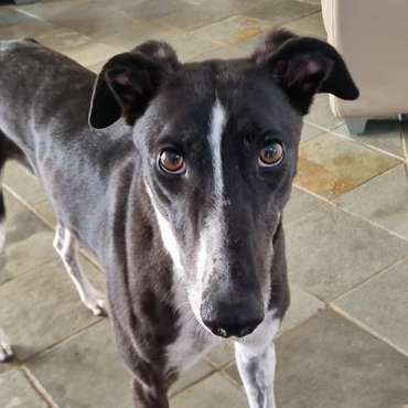 Adopt Genie from Perth WA | Adopt-A-Dog