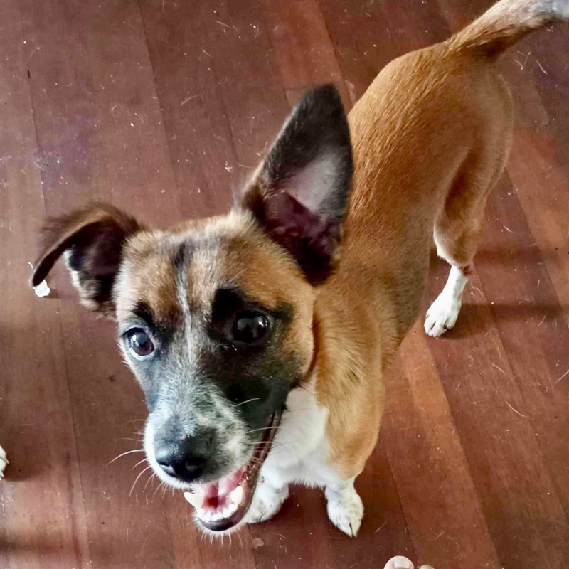 Adopt Cody from Brisbane QLD | Adopt-A-Dog