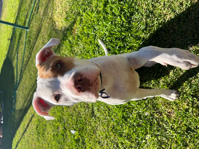 Adopt Spike from Perth WA | Adopt-A-Dog