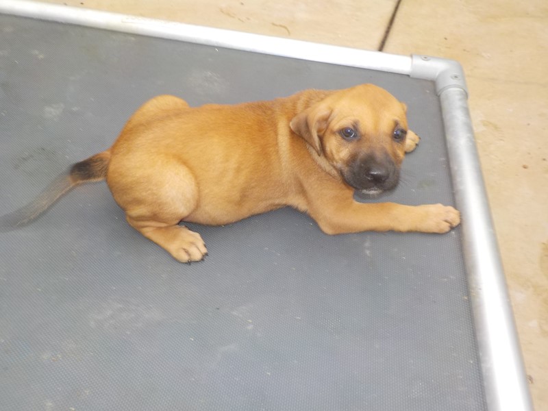 Adopt Bailey from MAREEBA QLD | Adopt-A-Dog