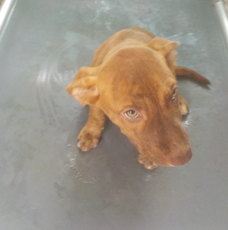 Adopt Logan from MAREEBA QLD | Adopt-A-Dog