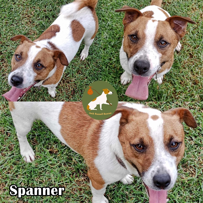 Adopt Spanner from Londonderry NSW | Adopt-A-Dog