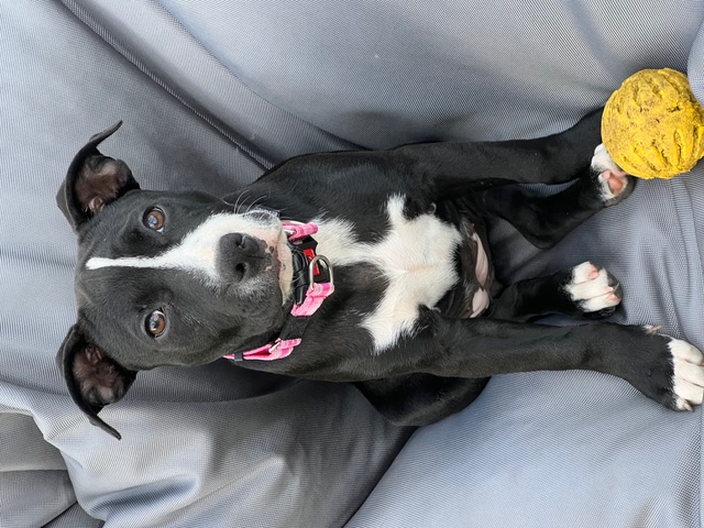 Adopt Felon from East Maitland NSW | Adopt-A-Dog