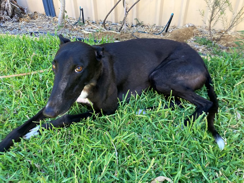 Adopt Huxley from Perth WA | Adopt-A-Dog