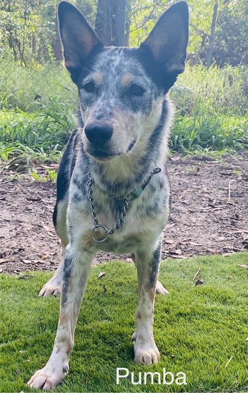 Adopt Pumba from Tanawha QLD | Adopt-A-Dog