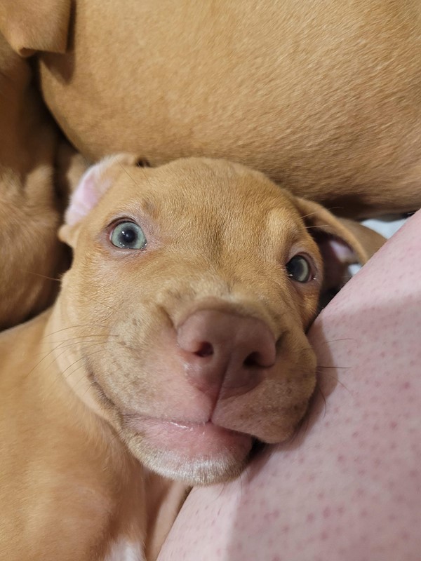 Adopt Jarrah from Caboolture QLD | Adopt-A-Dog