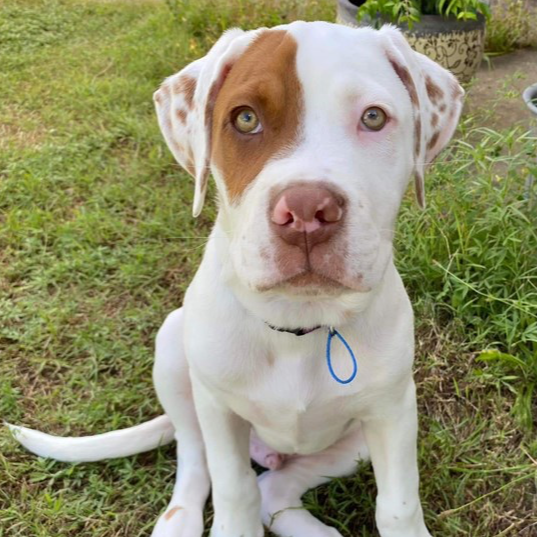 Adopt Patch from Hervey Bay QLD | Adopt-A-Dog