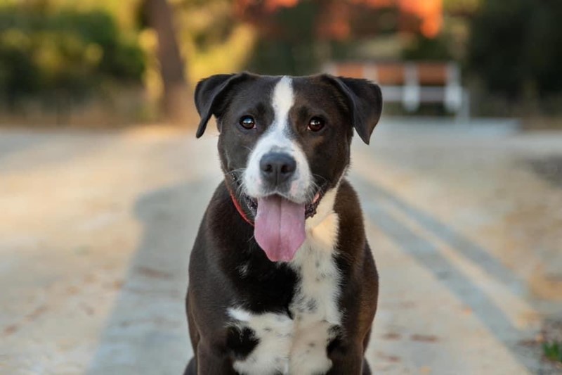 Adopt Hugo from Perth WA | Adopt-A-Dog