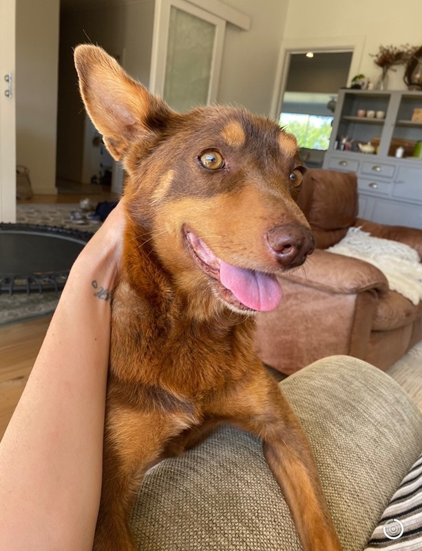 Adopt Stitch from Adelaide SA | Adopt-A-Dog