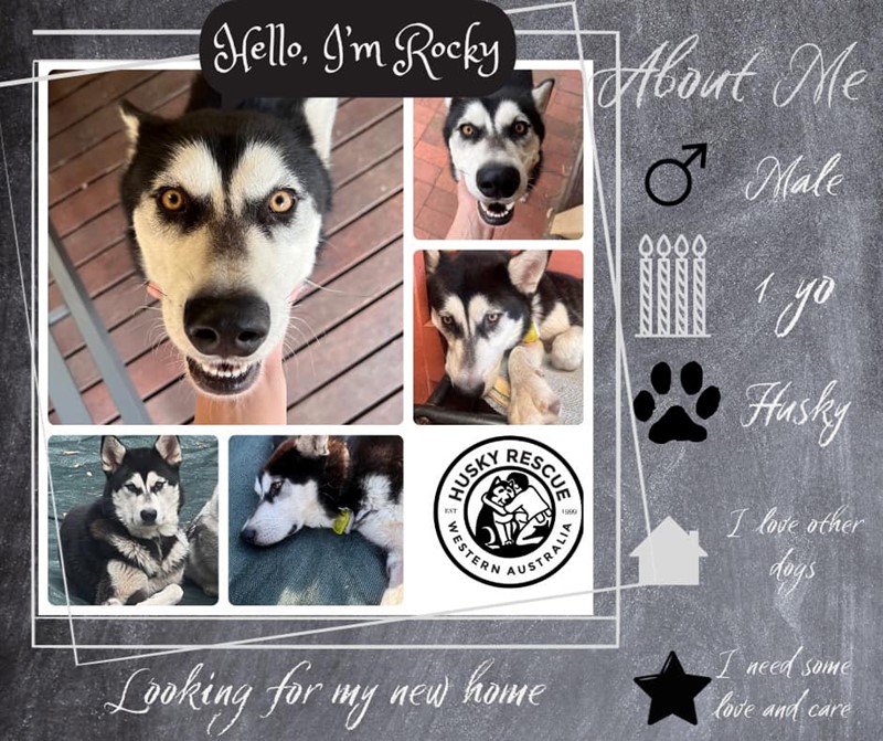 Adopt Rocky from Perth WA | Adopt-A-Dog