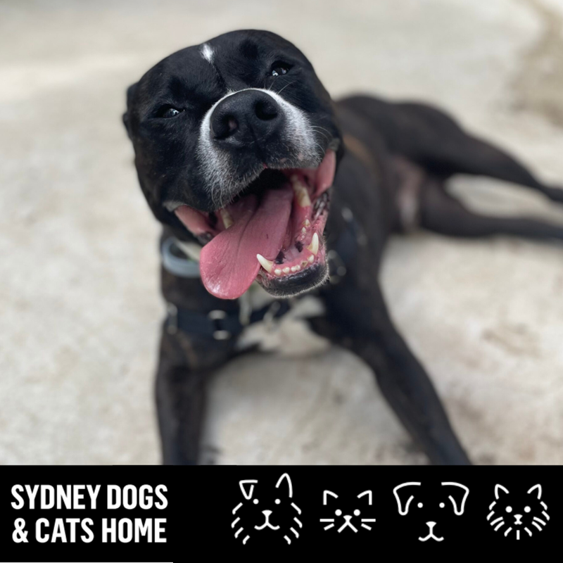 Adopt Luda from Strathfield South NSW | Adopt-A-Dog