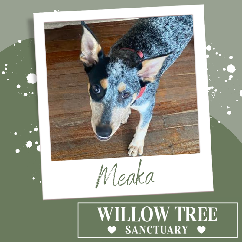 Adopt Meaka from Northern Rivers NSW | Adopt-A-Dog
