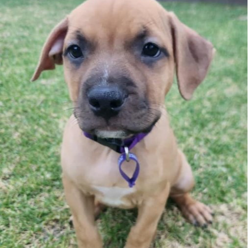 Adopt Regina from Perth WA | Adopt-A-Dog