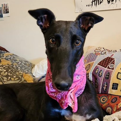 Adopt Pedro from Perth WA | Adopt-A-Dog