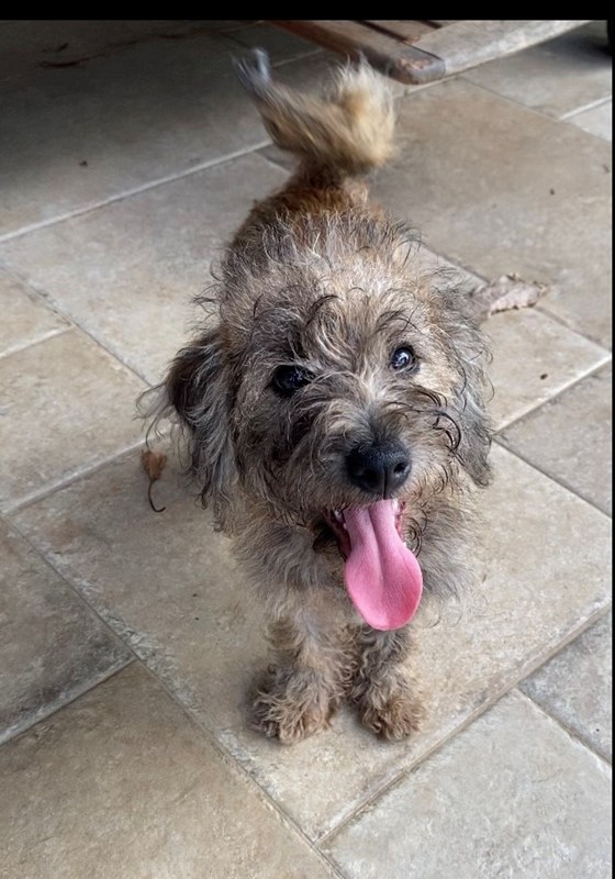 Adopt D936 Tim Tam from BALLINA NSW | Adopt-A-Dog