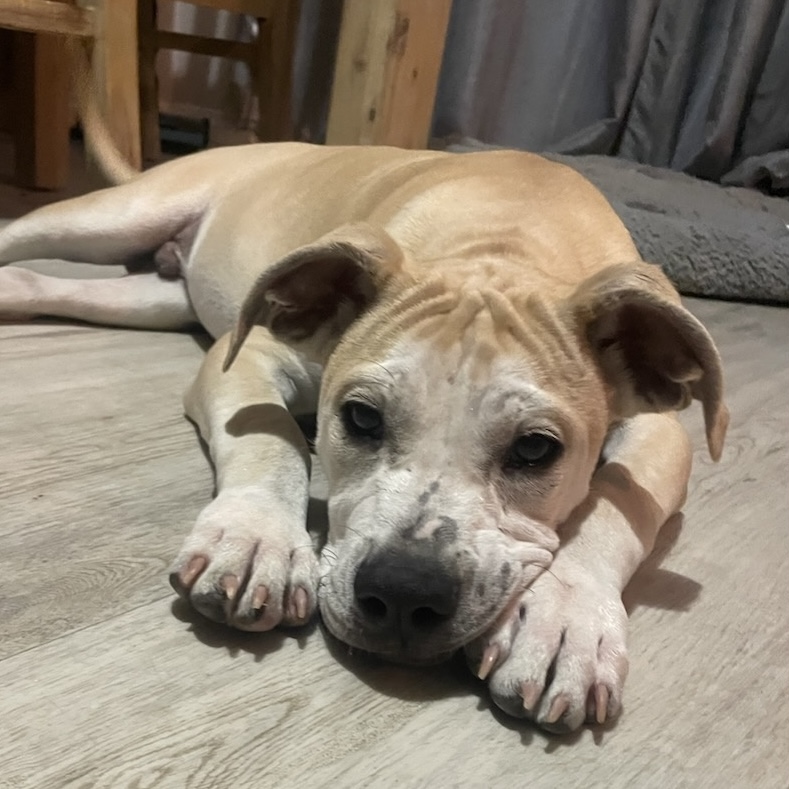 Adopt Baileys from Perth WA | Adopt-A-Dog